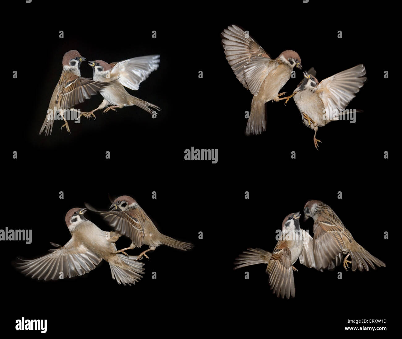 Four tree sparrows hi-res stock photography and images - Alamy