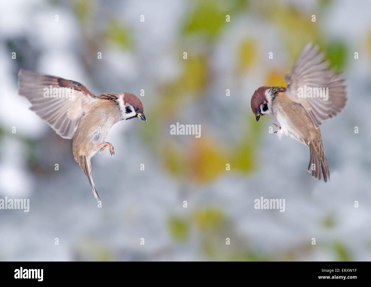 Passerine battle. Eurasian Tree Sparrows (Passer Montanus) against the ...