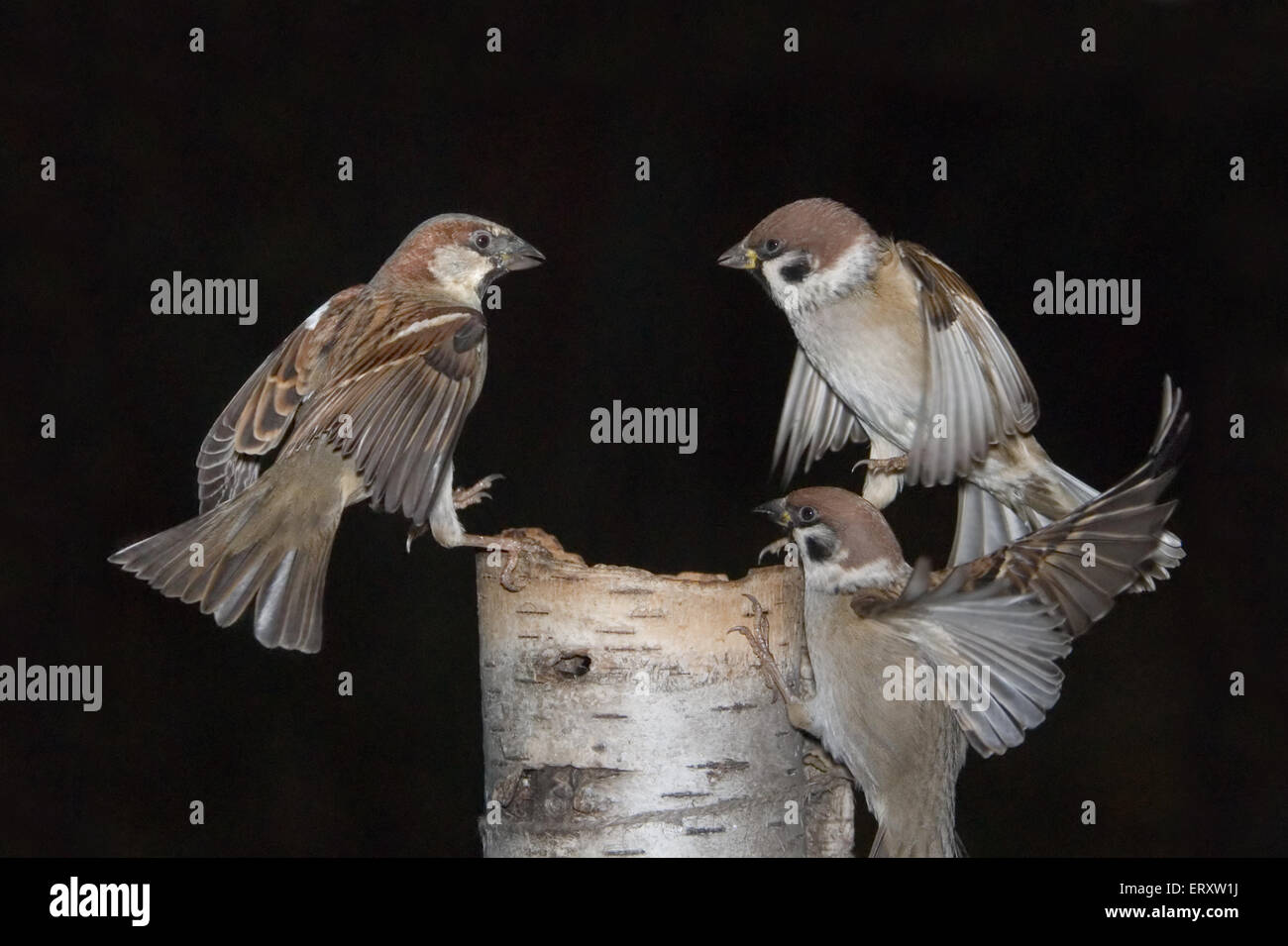 Passerine battle. Eurasian Tree Sparrows (Passer montanus) and House ...