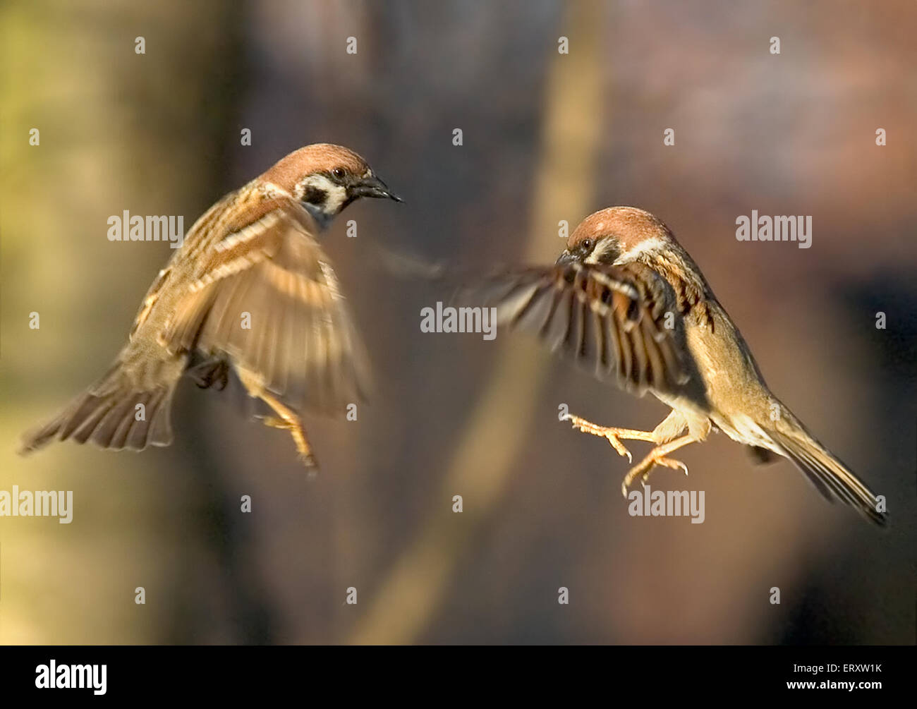 Two sparrows fighting hi-res stock photography and images - Alamy