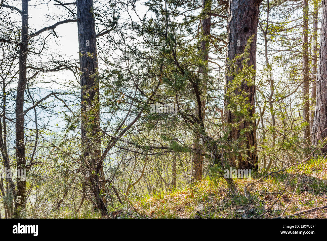 Crossed branches hi-res stock photography and images - Alamy