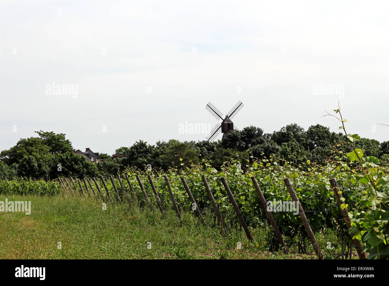 windmill in the vineyard Stock Photo - Alamy