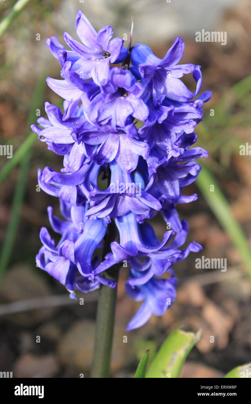 Single hyacinth hi-res stock photography and images - Alamy