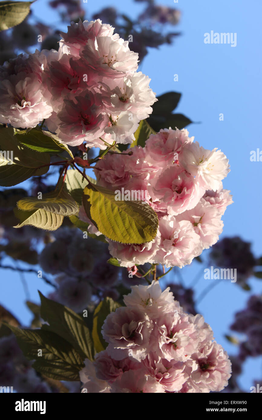 Pink blossom tree hi-res stock photography and images - Alamy