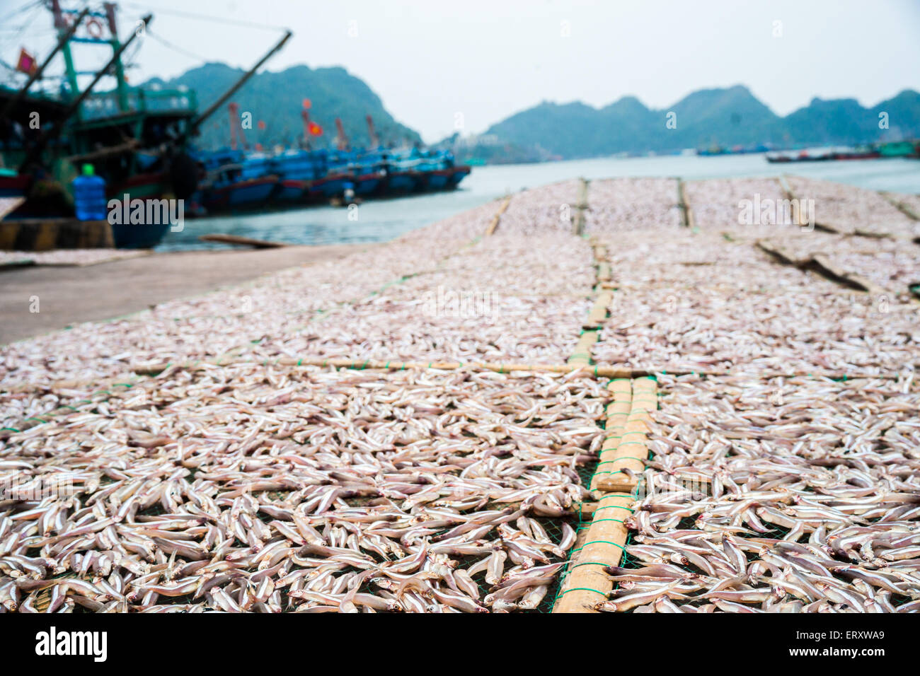 Planty of little anchovy fish drying on open air Stock Photo - Alamy