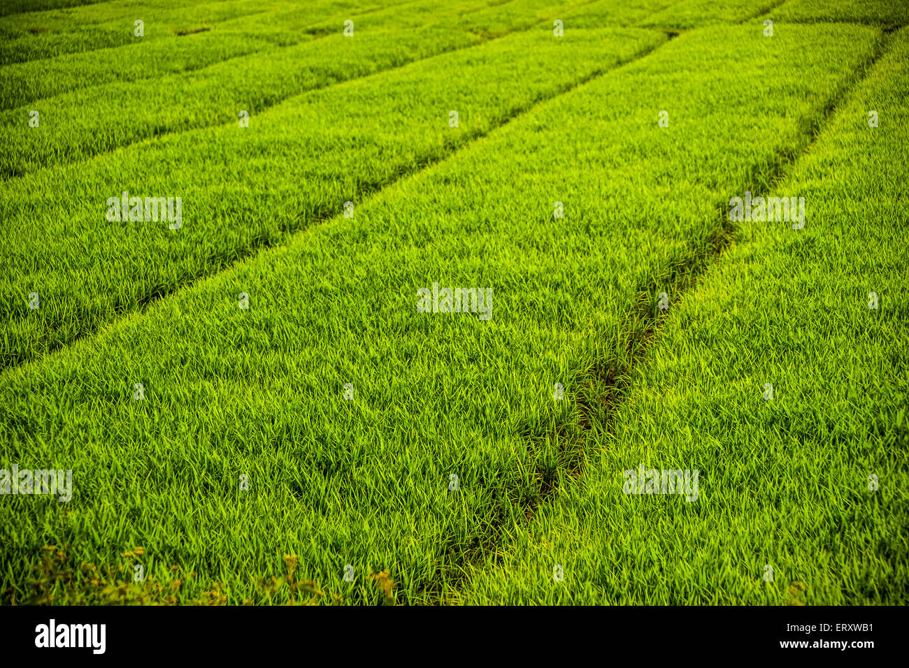 Vast fields of rice Stock Photo - Alamy
