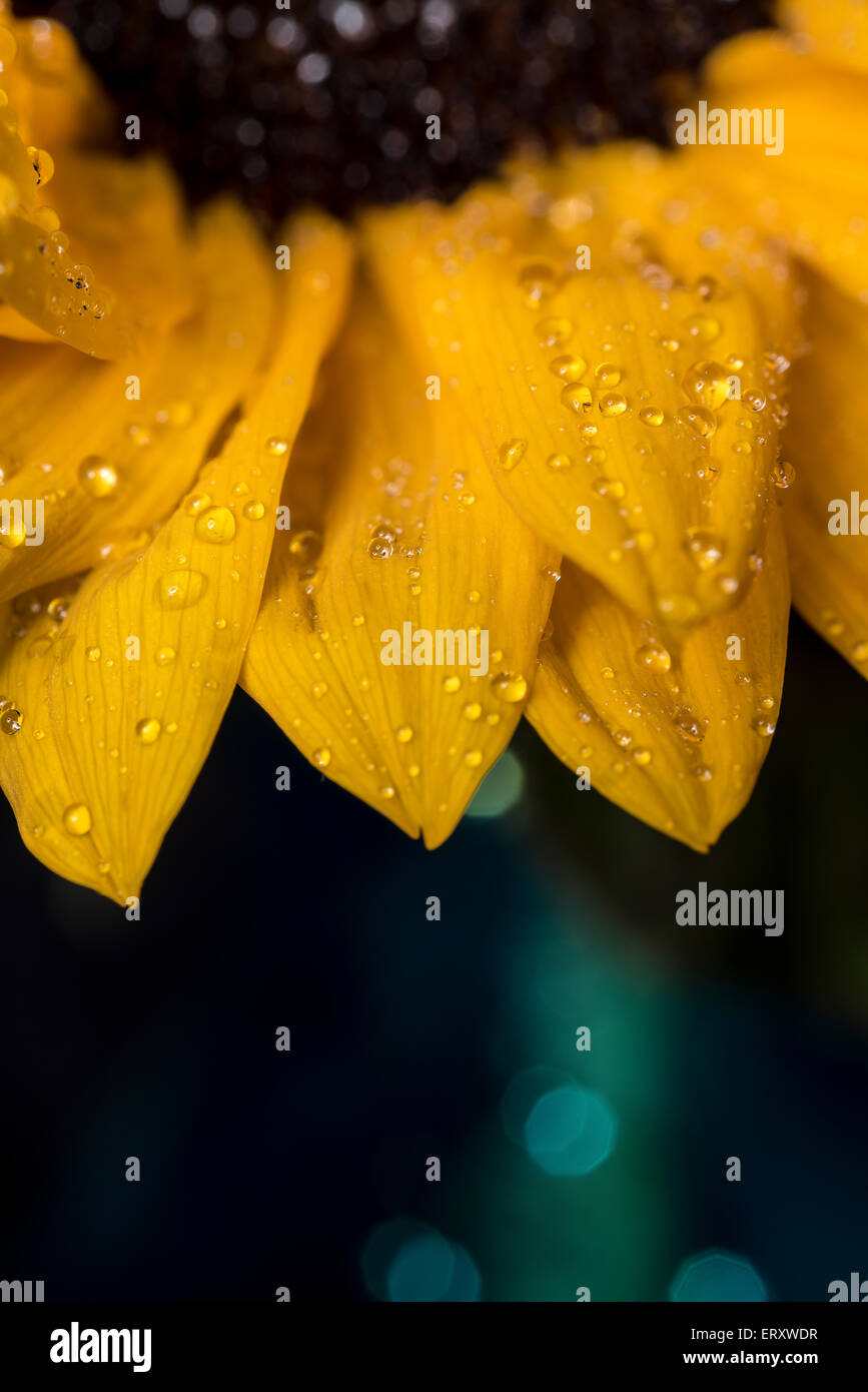Sunflower with water droplets and stem in the background Stock Photo ...