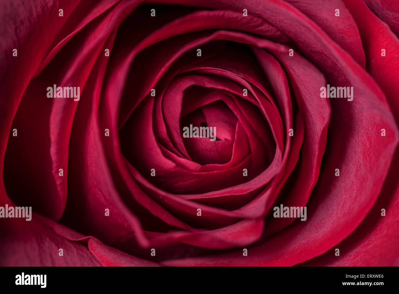 Center of a rose with no water Stock Photo - Alamy