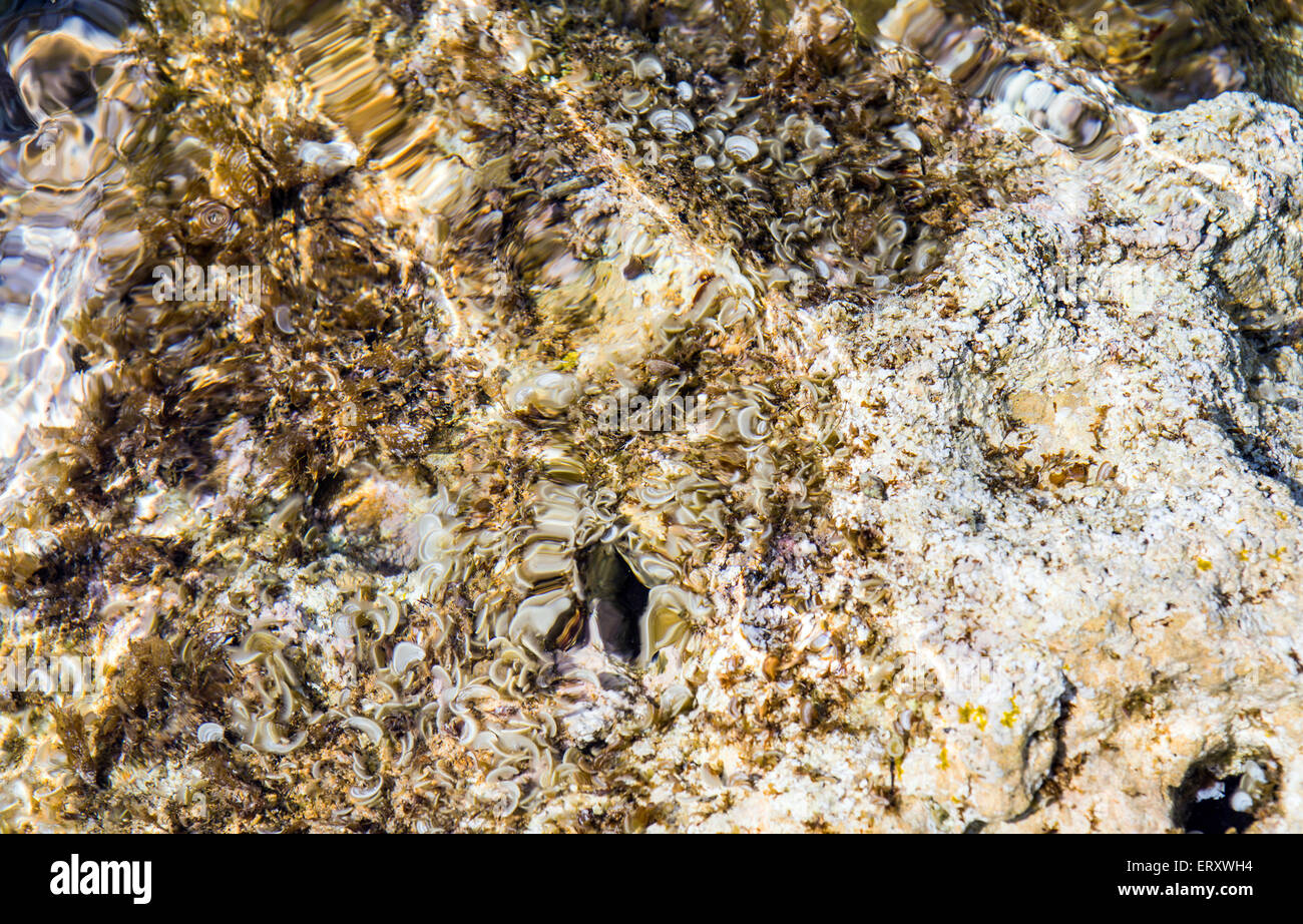 Underwater Shells San Blas Bay Gozo Malta Stock Photo - Alamy