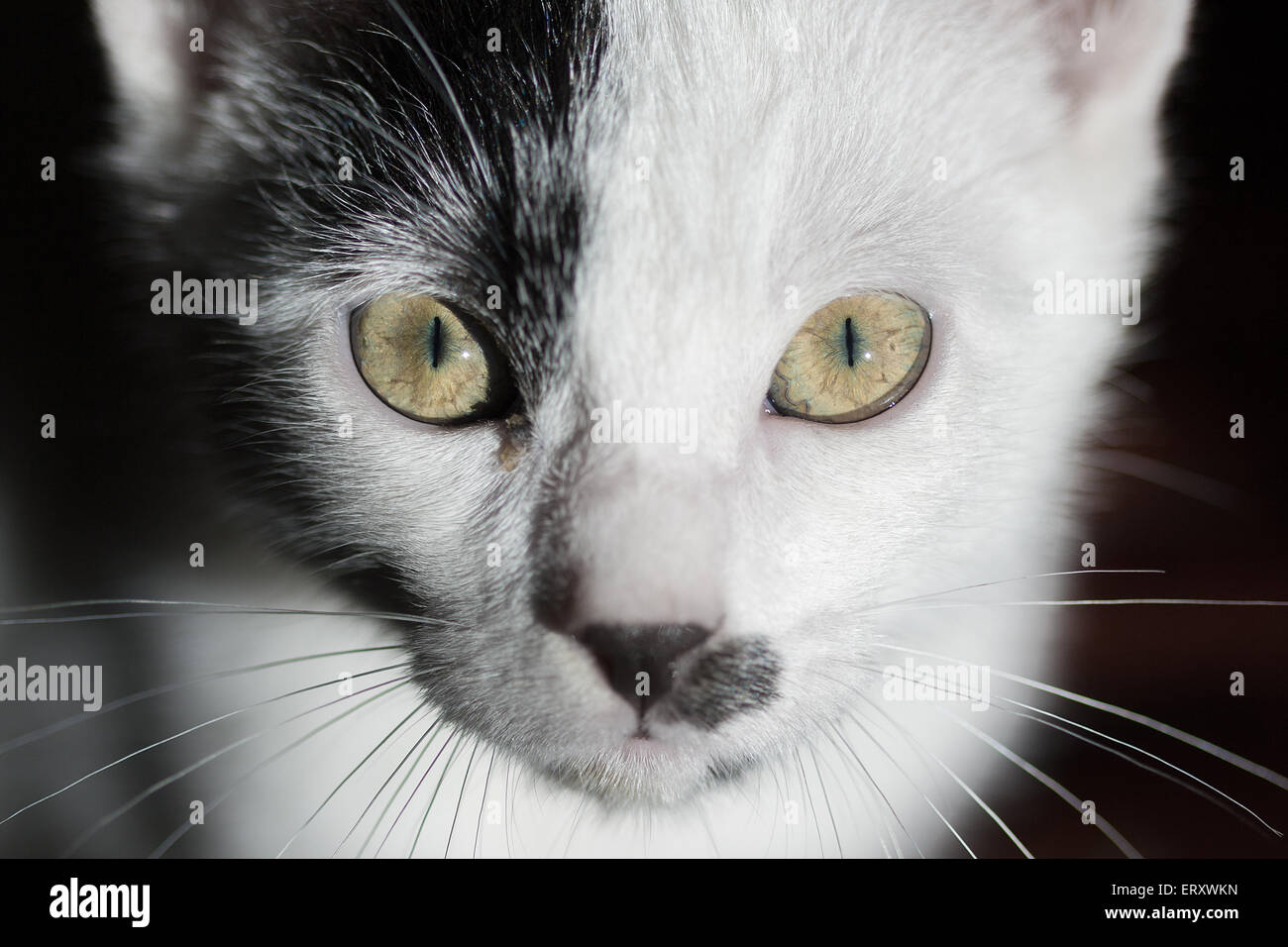 Cat on black background. Cat Staring Intensely into the Camera Stock ...