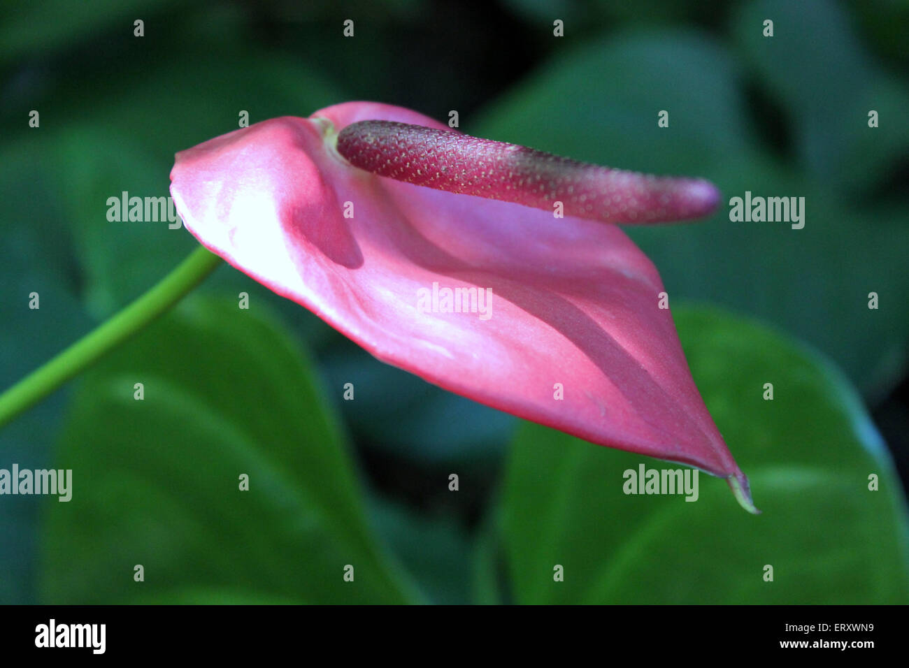 St lucia flower hi-res stock photography and images - Alamy