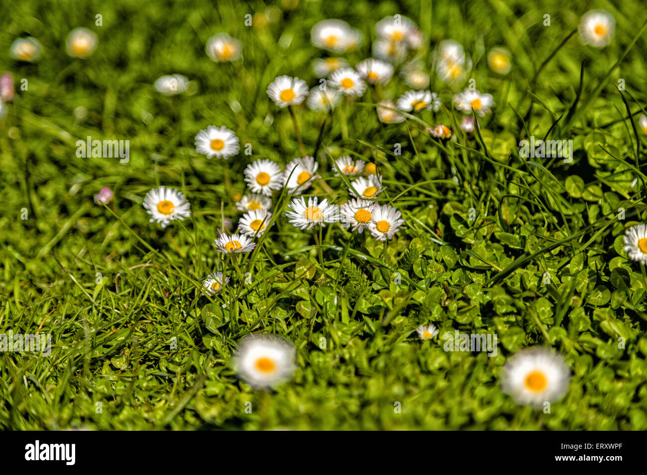Closeup of daisy flowers, bellis perennis, with white petals and yellow ...