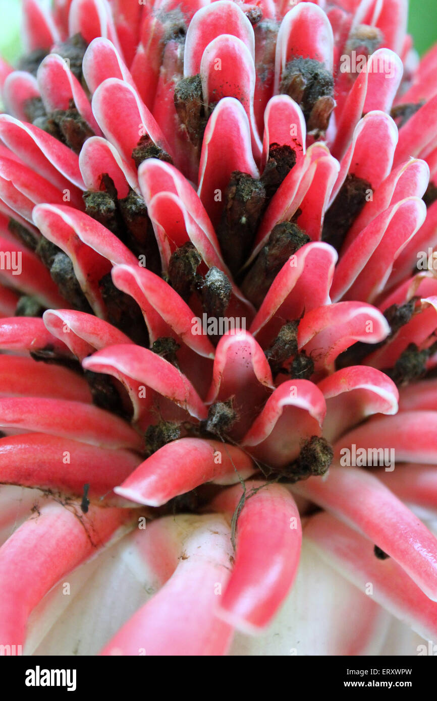 St lucia flower hi-res stock photography and images - Alamy