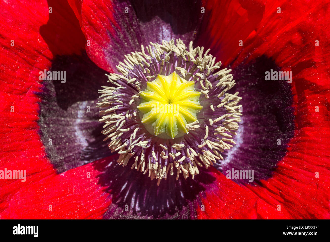 A poppy flower open with stamens full of pollen in a garden in ...