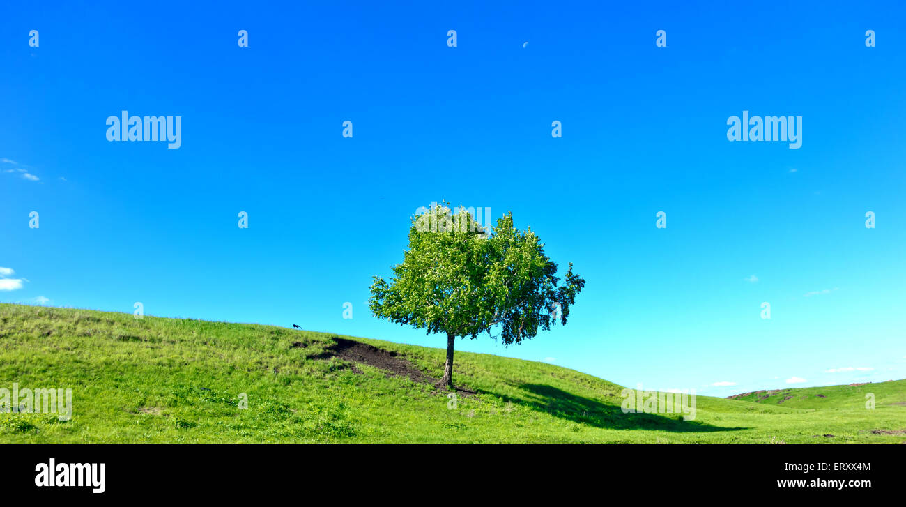 tree and green field Stock Photo - Alamy