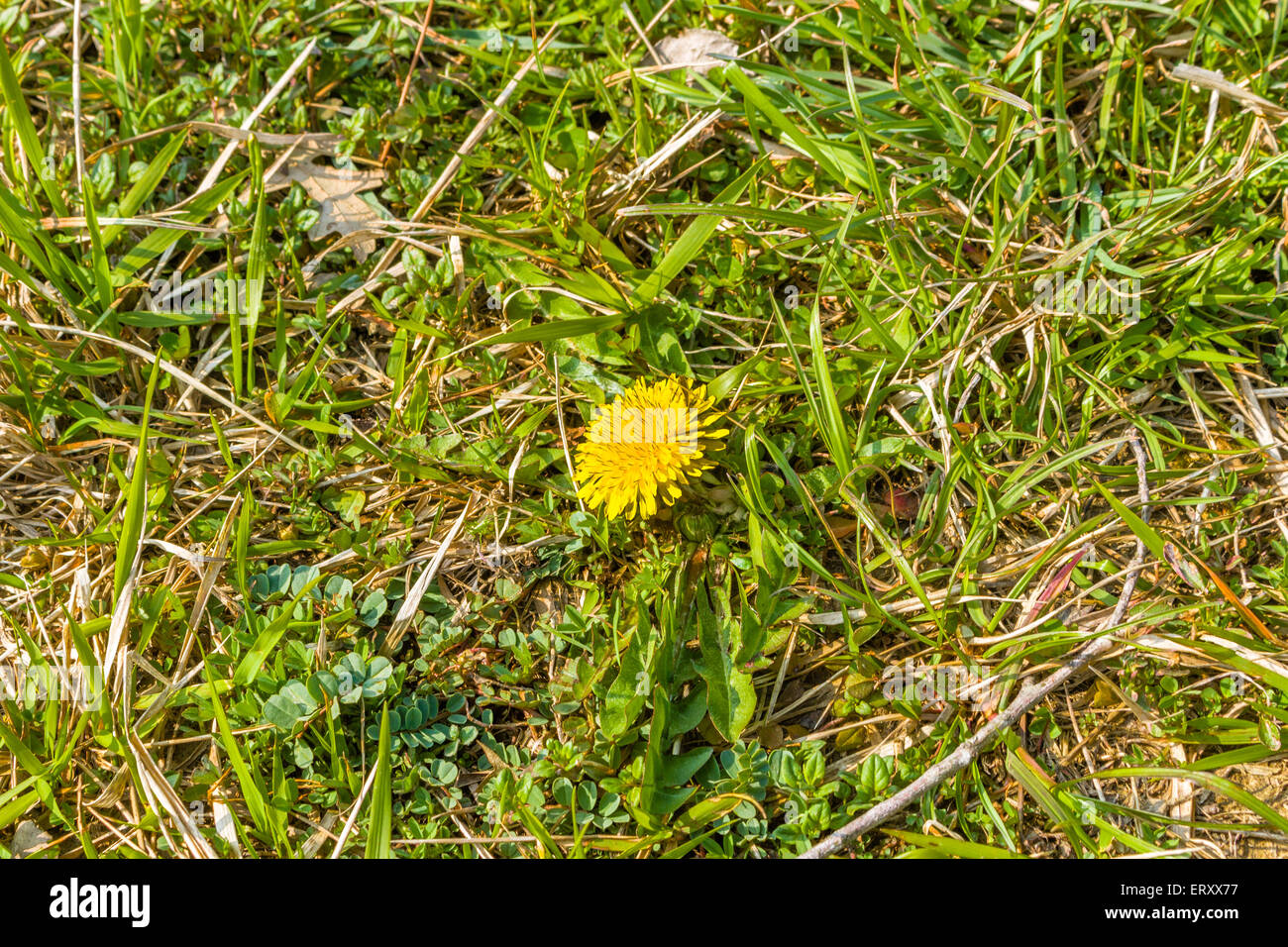 Dandelion flower on ground background in Italian countryside Stock ...