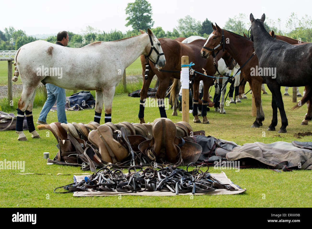 Polo ponies and riding tack Stock Photo - Alamy