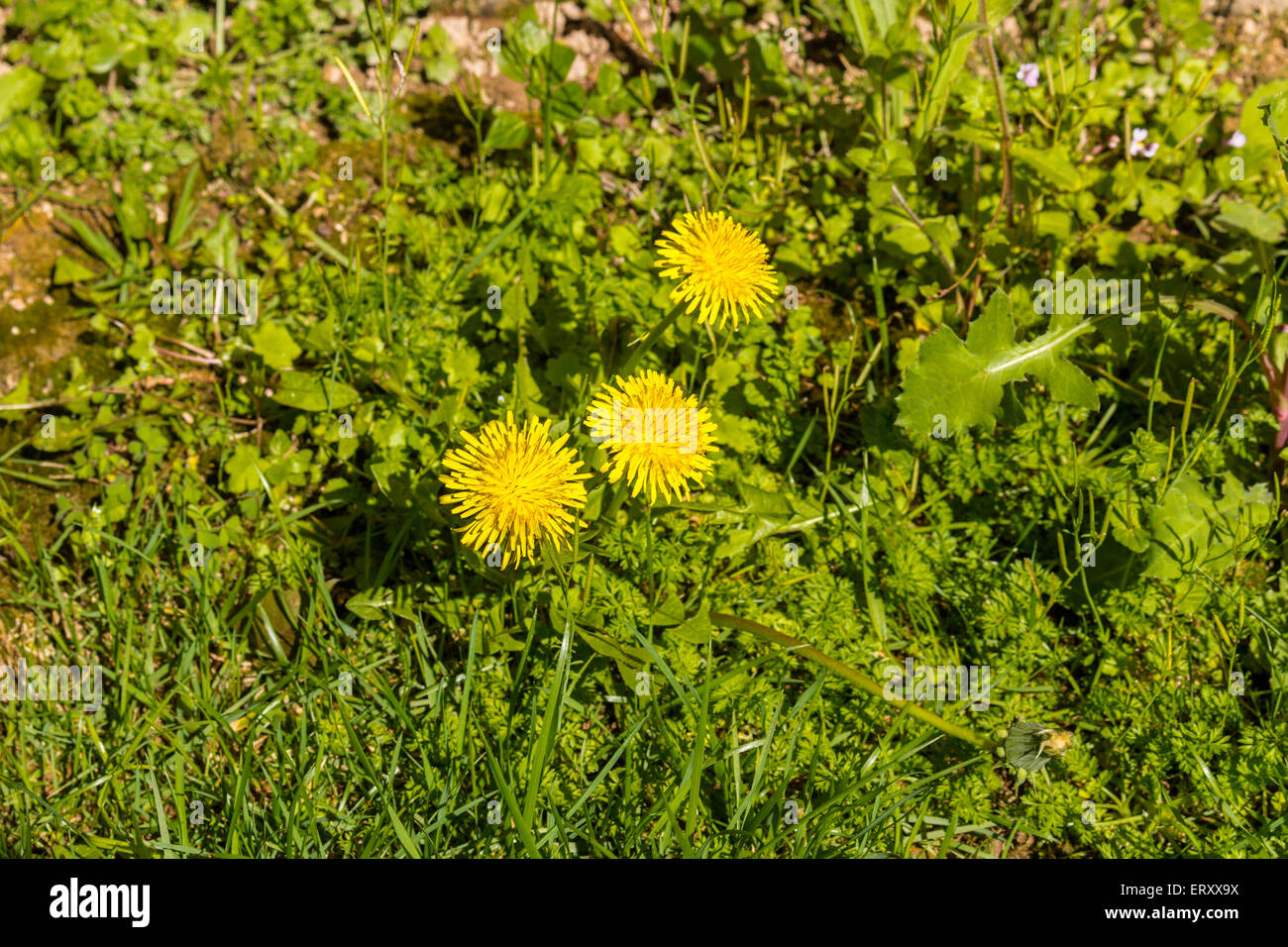 Dandelion flowers on ground background in Italian countryside Stock ...