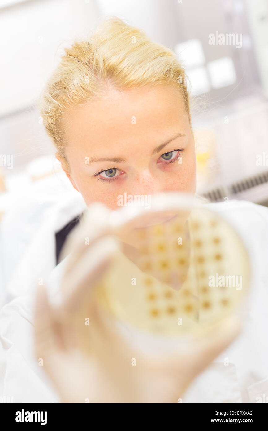 Scientist observing petri dish Stock Photo - Alamy