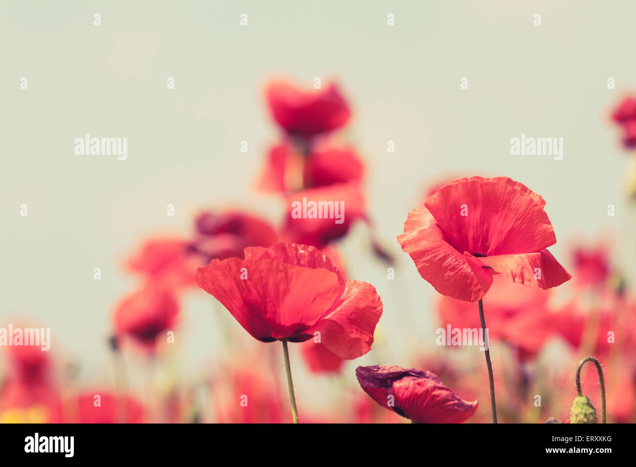 Vintage flower field background hi-res stock photography and images - Alamy