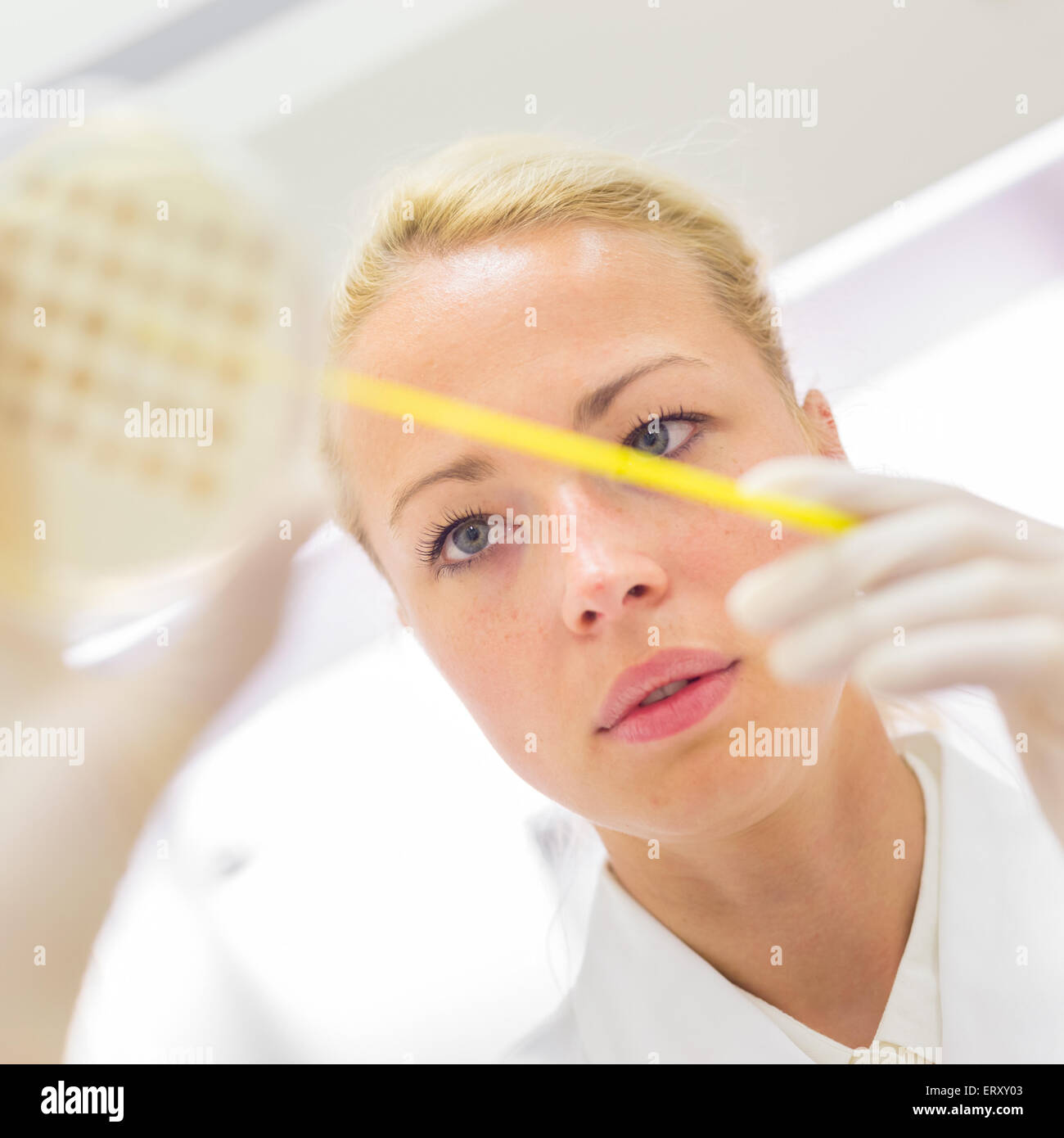 Scientist observing petri dish Stock Photo - Alamy