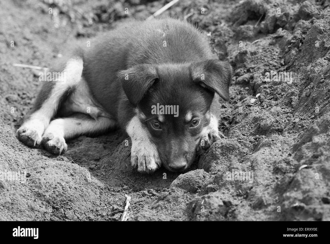Sad homeless puppy hi-res stock photography and images - Alamy