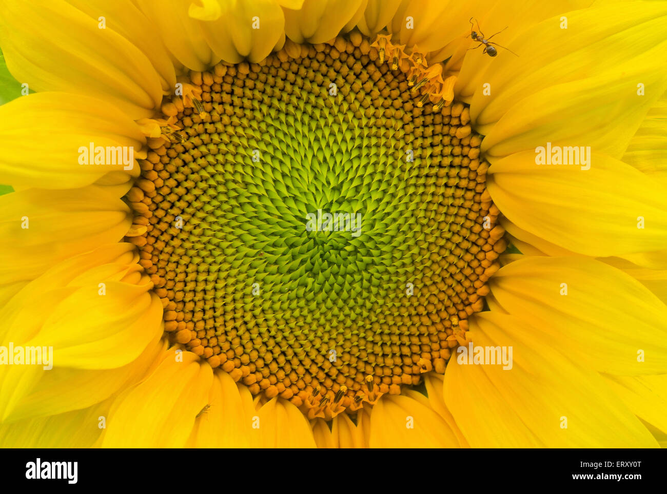 Natural background - closeup sunflower picture Stock Photo - Alamy
