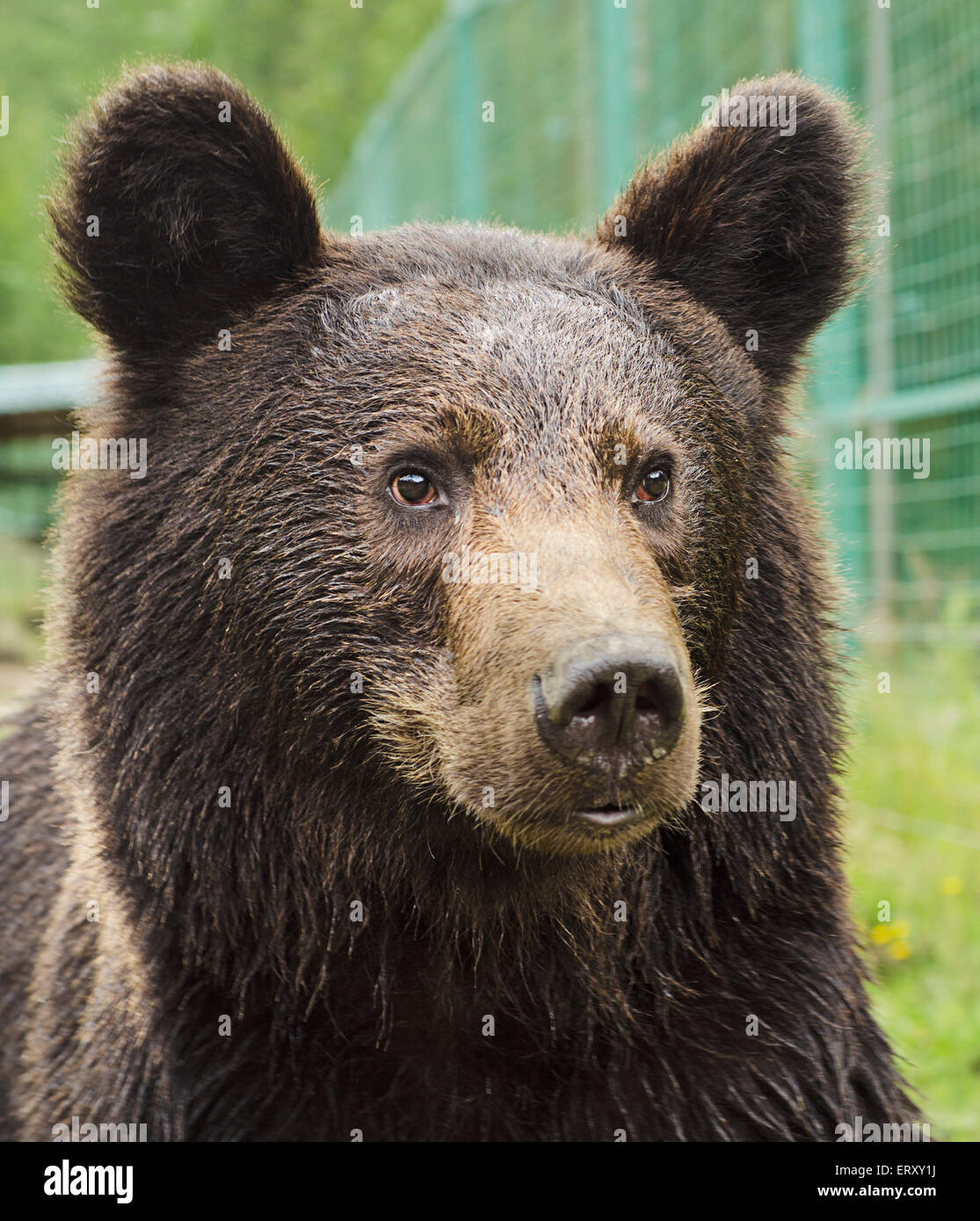 Portrait of a bear in a Zoo Stock Photo - Alamy