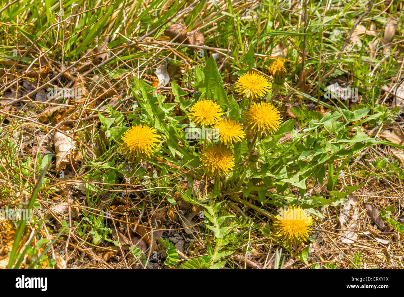 Dandelion flowers on ground background in Italian countryside Stock ...