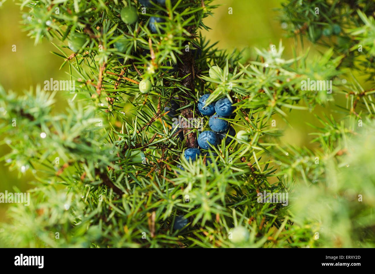 Evergreen juniper hi-res stock photography and images - Alamy