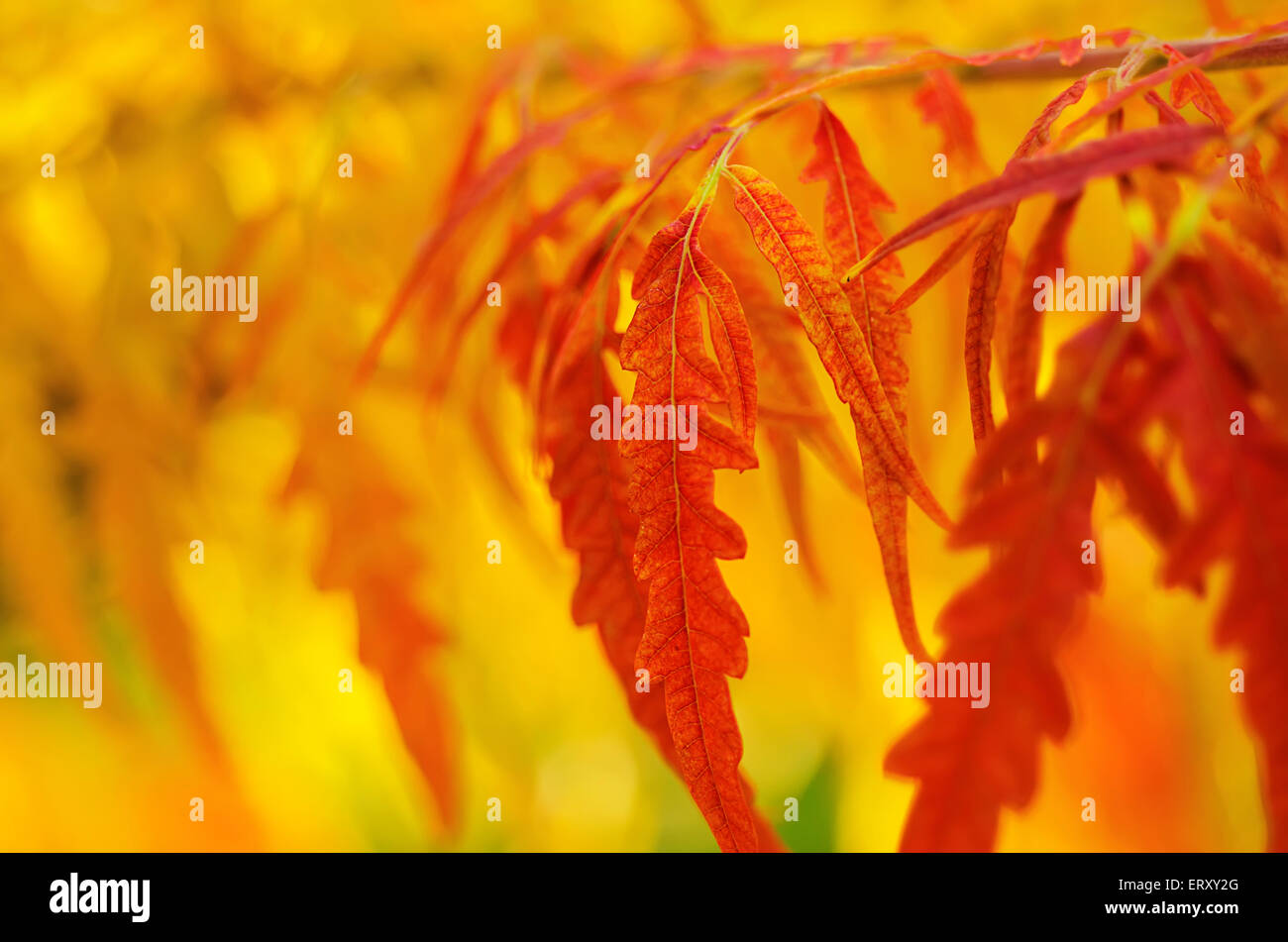 Autumn tree branch Stock Photo - Alamy