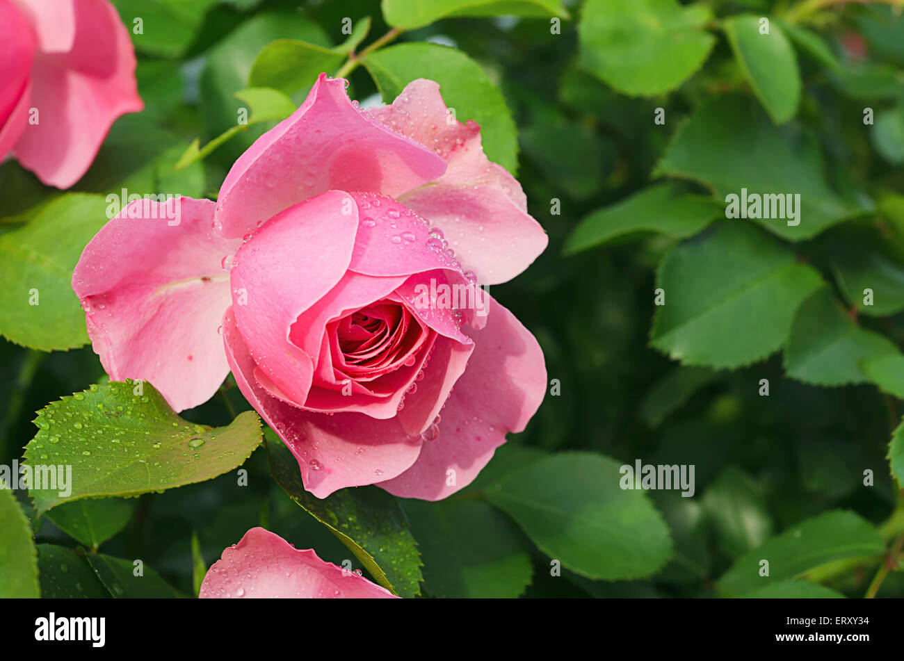Flor rose hi-res stock photography and images - Alamy