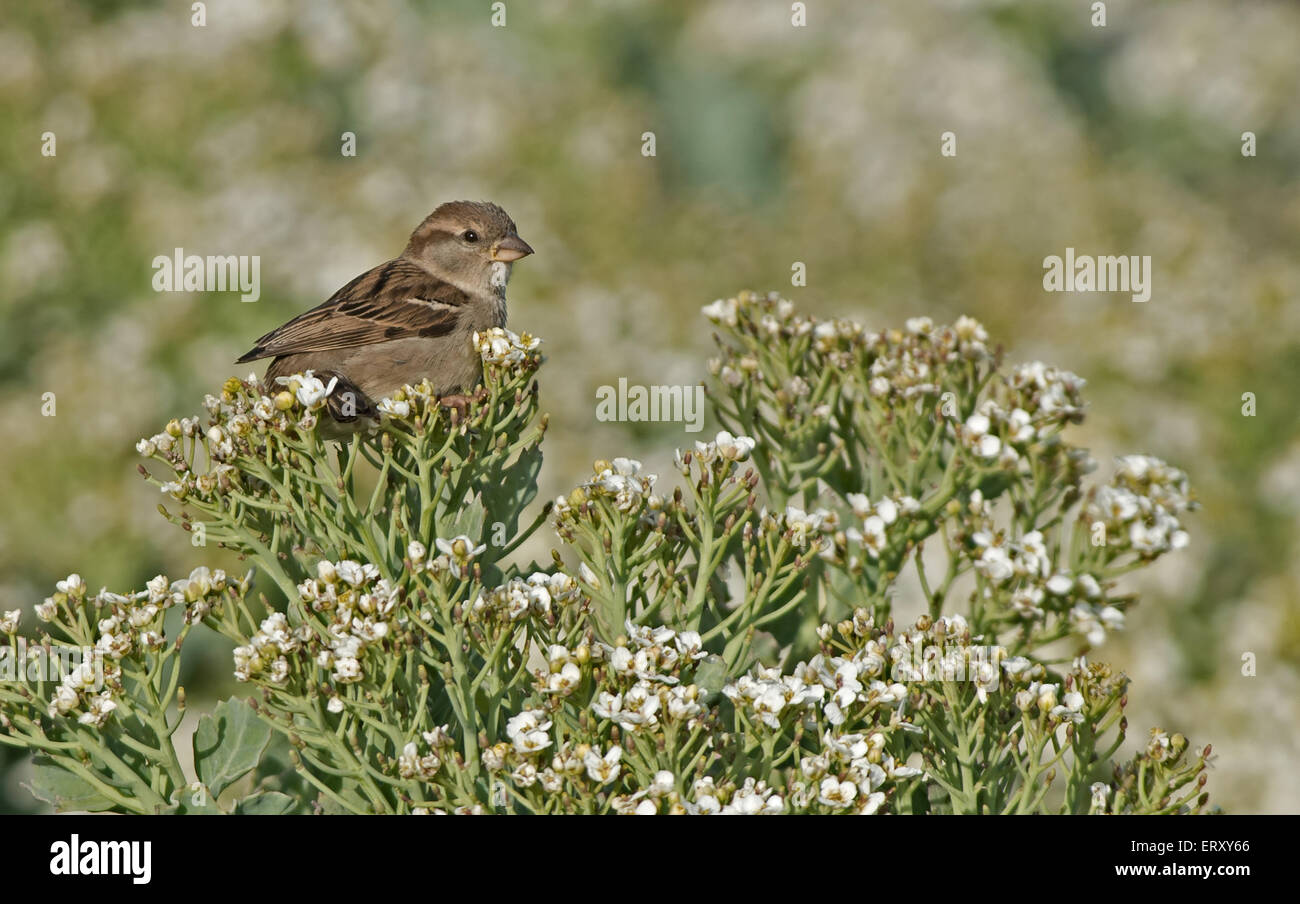Female passer by hi-res stock photography and images - Alamy
