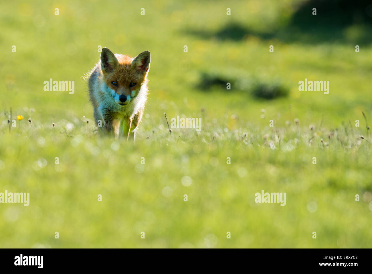 Sandwell valley park hi-res stock photography and images - Alamy