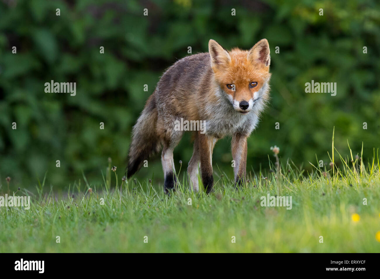 Christine fox hi-res stock photography and images - Alamy