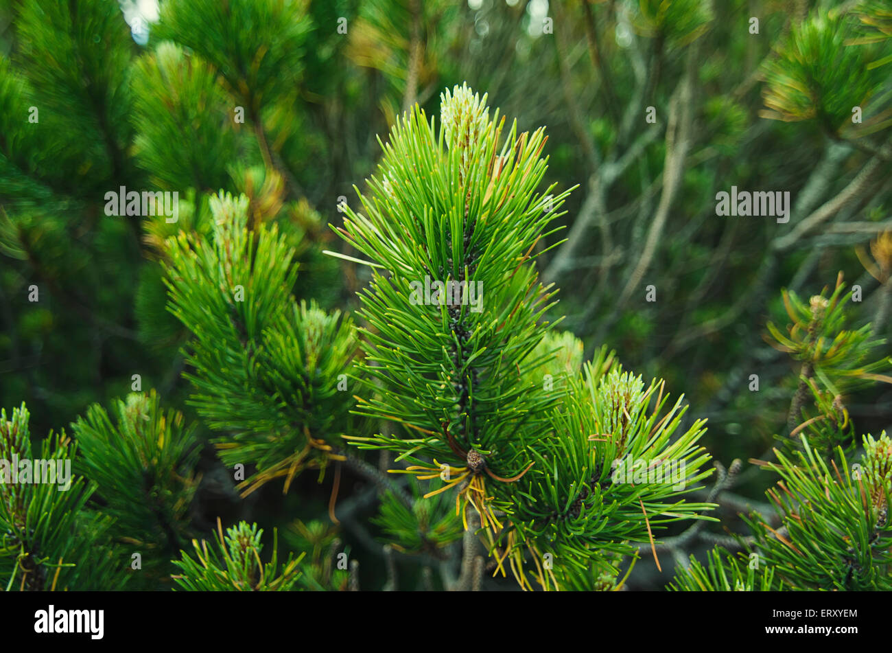 Fir tree background Stock Photo - Alamy
