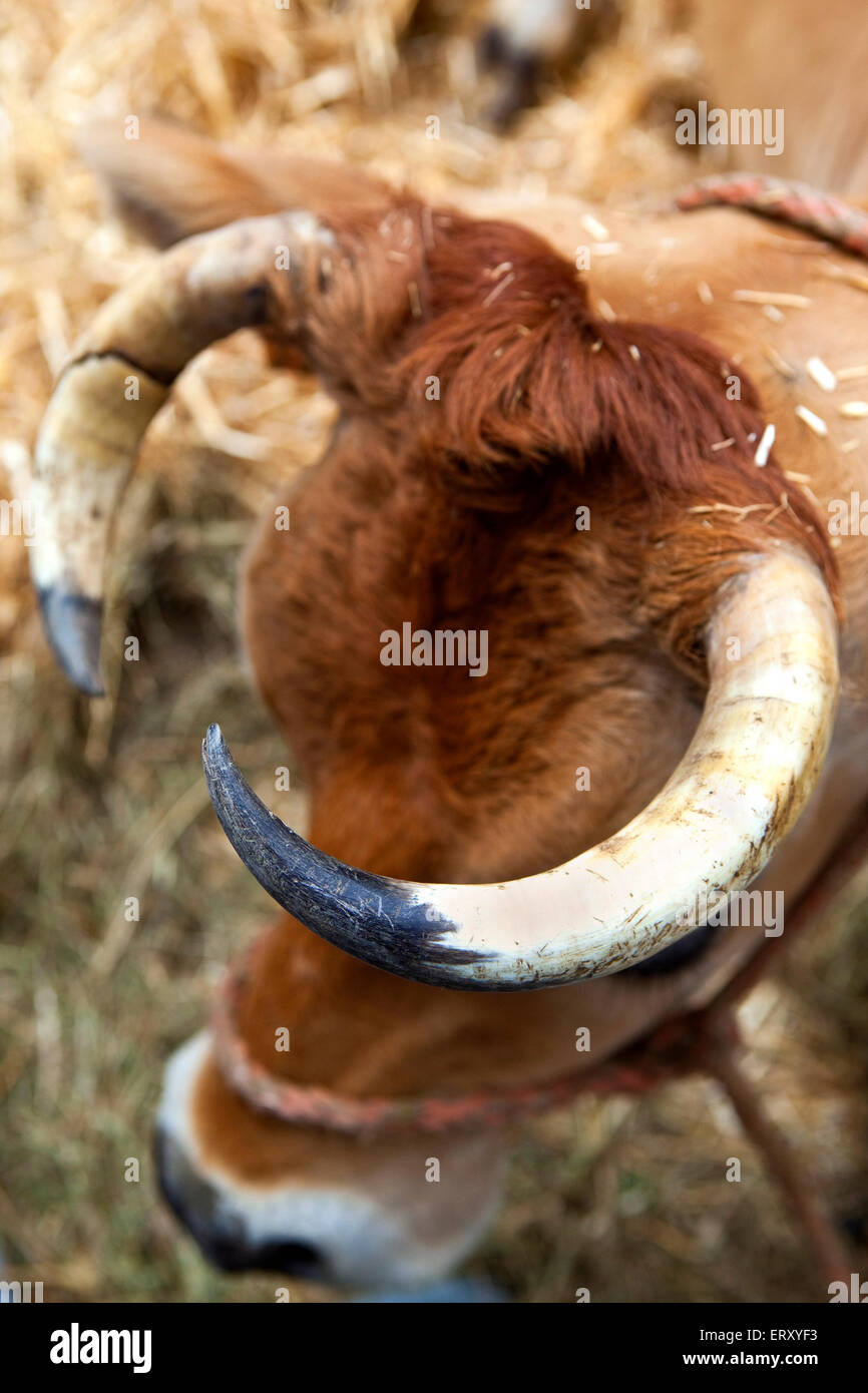 Horns of an ox in the barn of a farm Stock Photo - Alamy