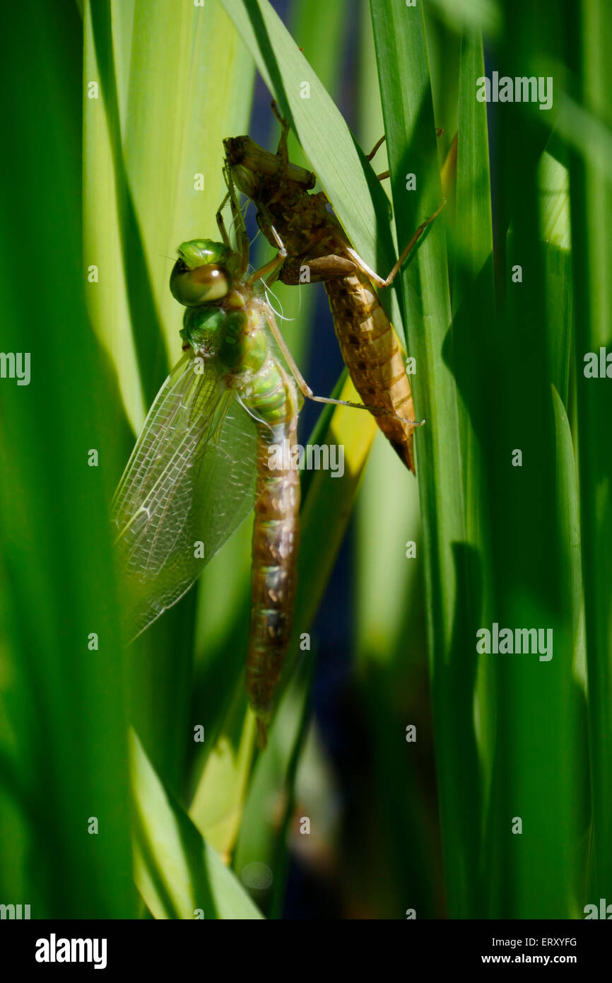 Dragonfly Emerging From Nymph