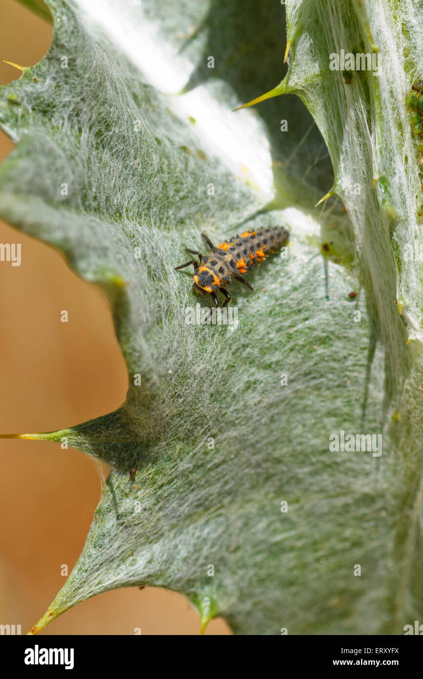 Lady beetle larvae hi-res stock photography and images - Alamy