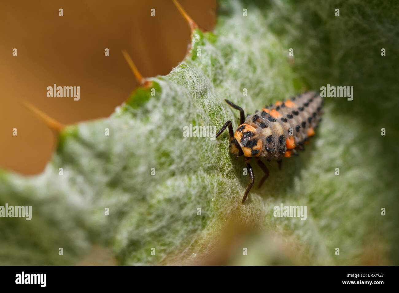 Lady beetle larvae hi-res stock photography and images - Alamy