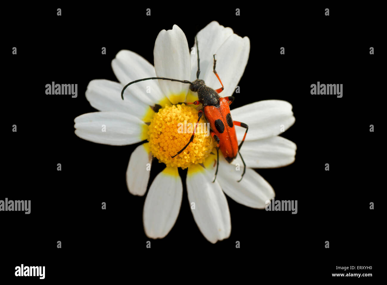 Red beetle, Nustera distigma, perched on a daisy Stock Photo - Alamy