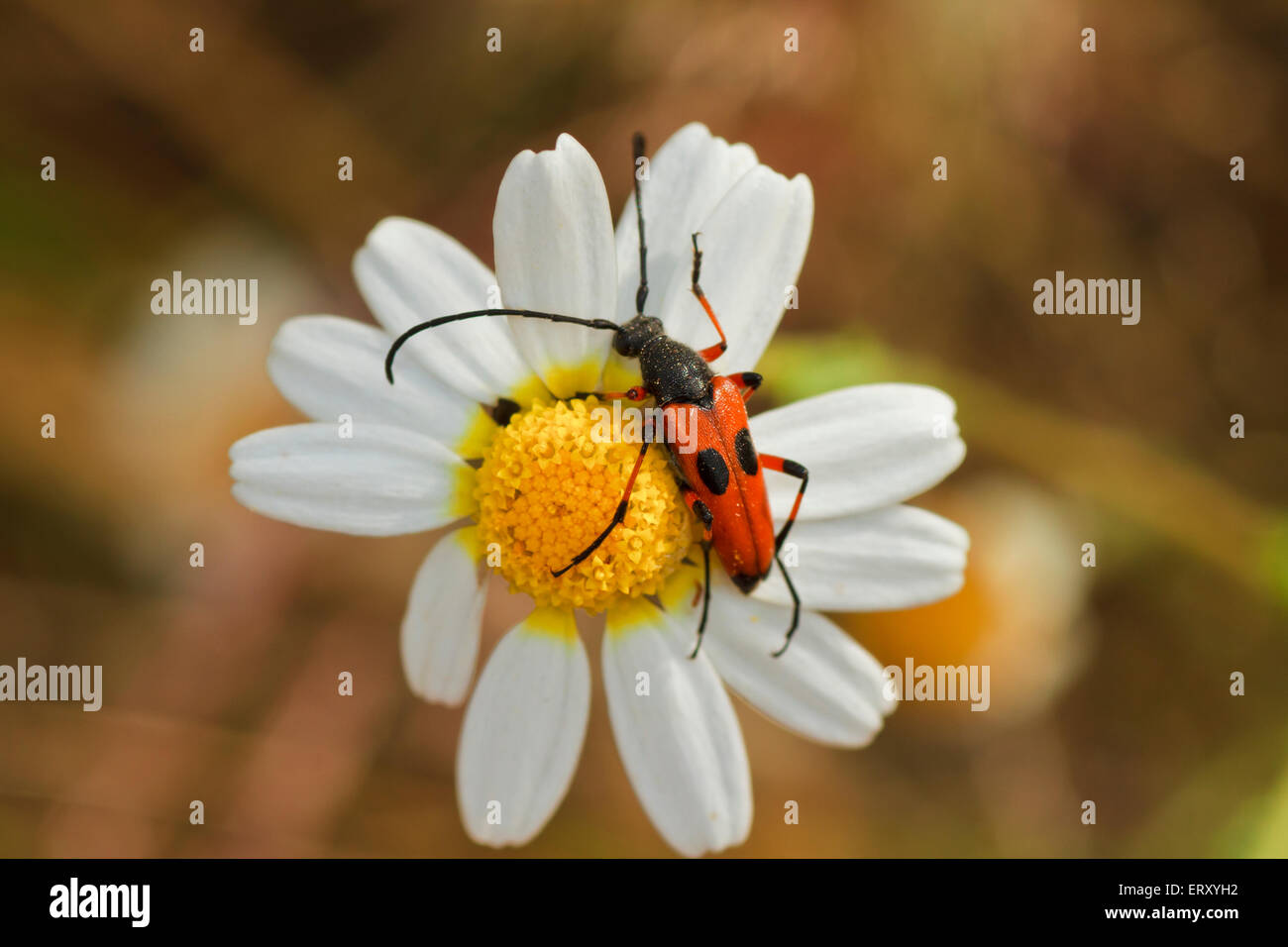 Red beetle, Nustera distigma, perched on a daisy Stock Photo - Alamy