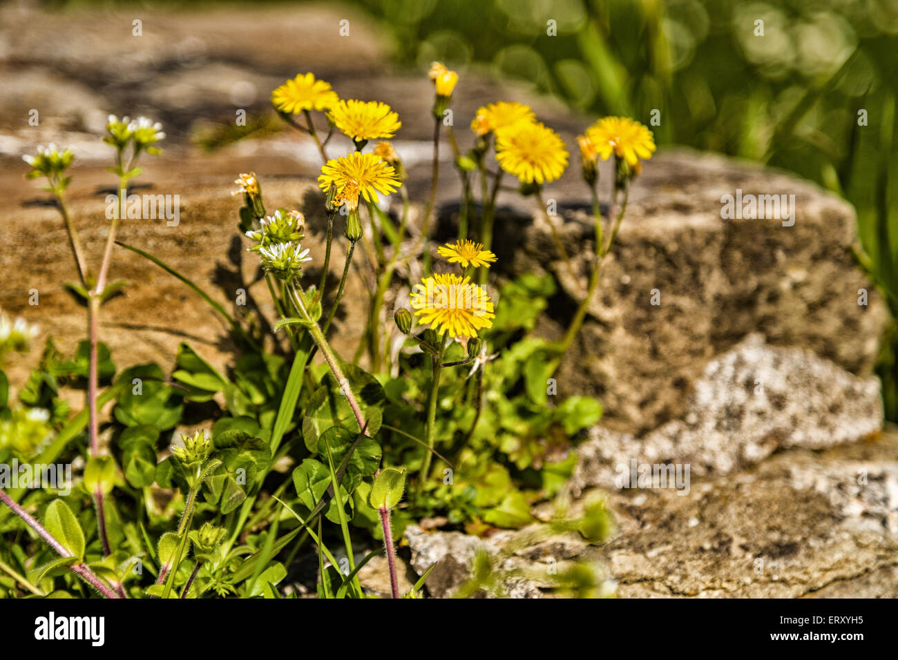 Dandelion flowers on rock background in Italian countryside Stock Photo ...
