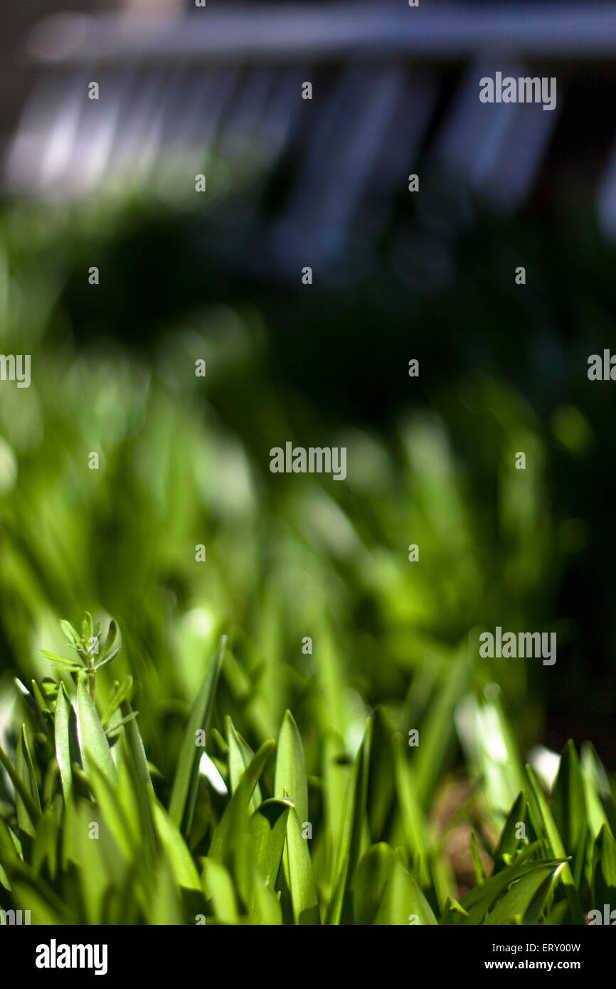 Close up of plants hi-res stock photography and images - Alamy