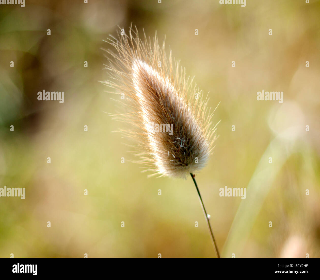 Fluffy outdoor hi-res stock photography and images - Alamy