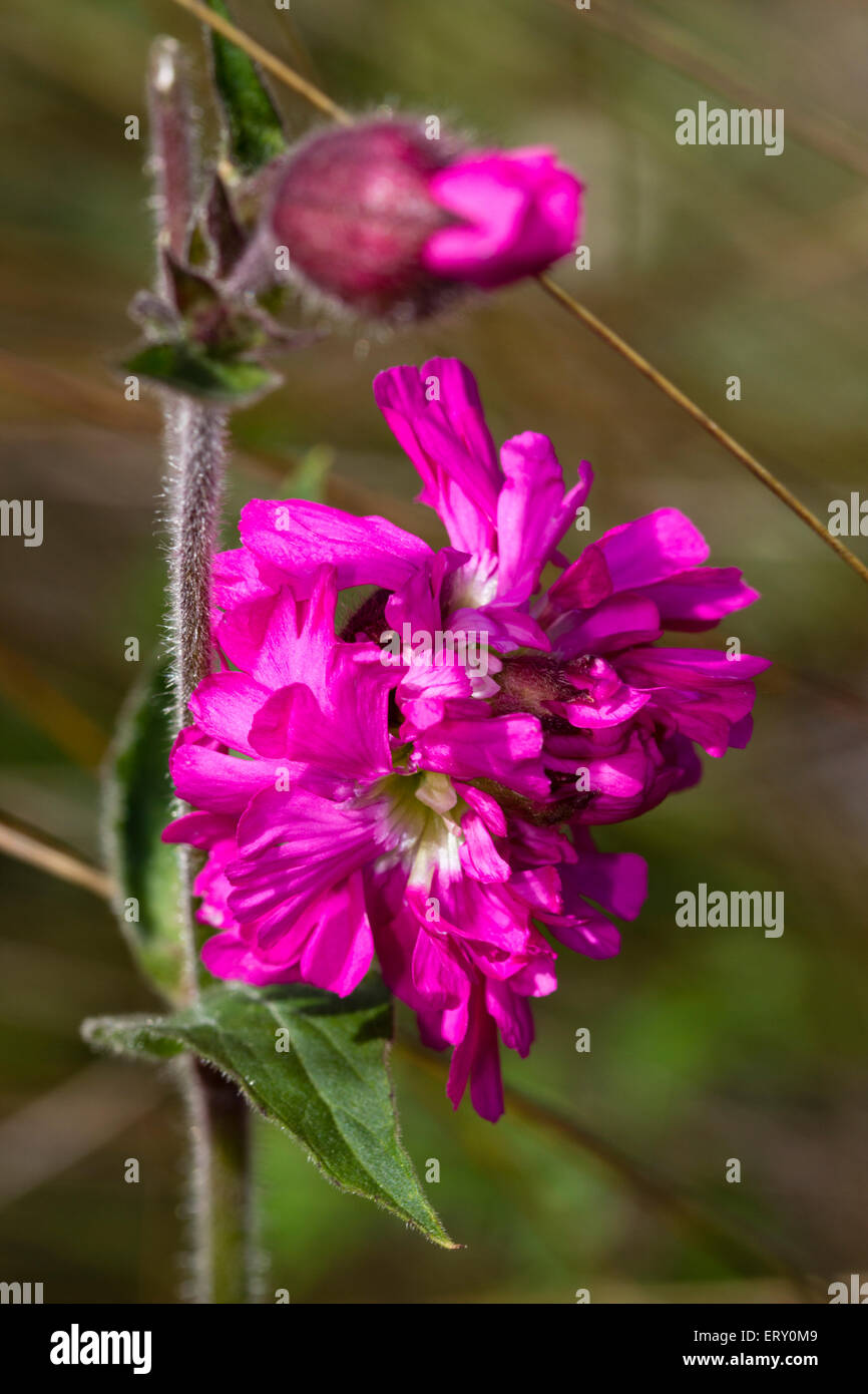 Flowering red campion silene dioica hi-res stock photography and images ...