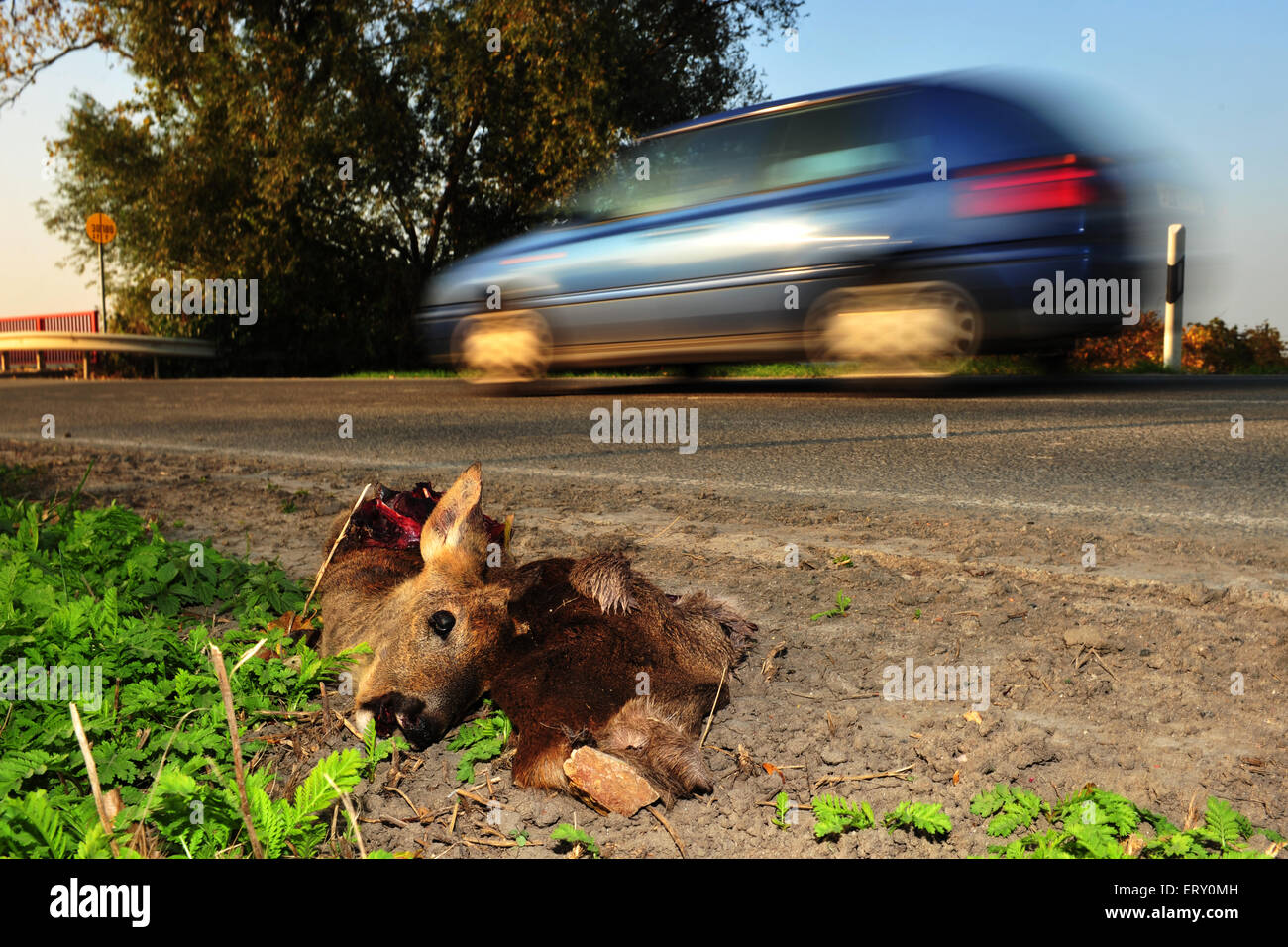 Damage caused by wildlife accident Stock Photo - Alamy