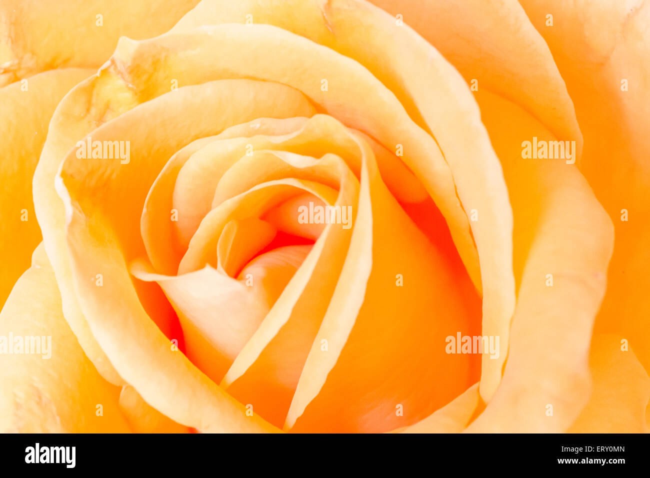 Closeup of an Orange Rose with Bright Light Shining Across Stock Photo ...