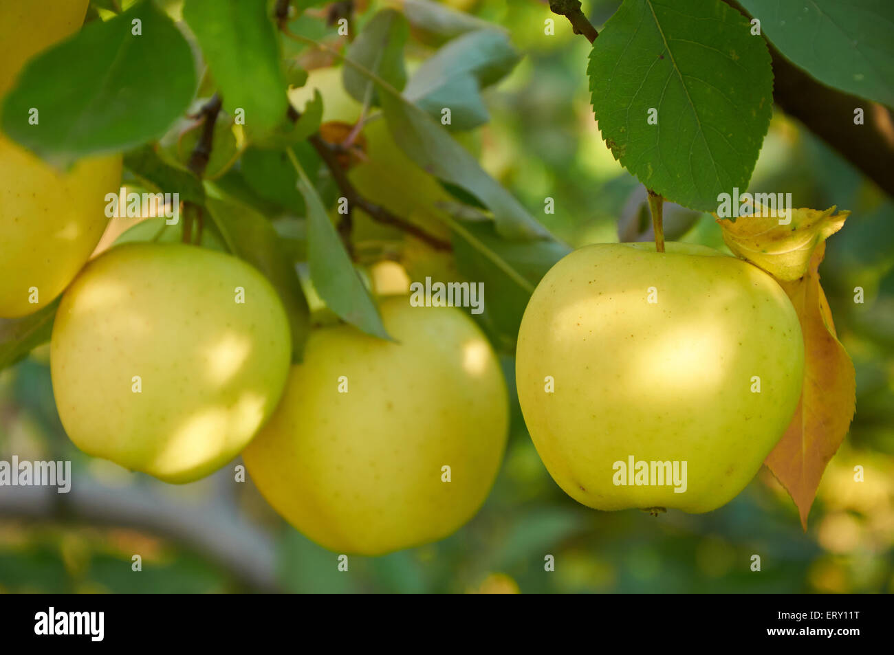 Ripe green yellow apples on the branch growing Stock Photo - Alamy