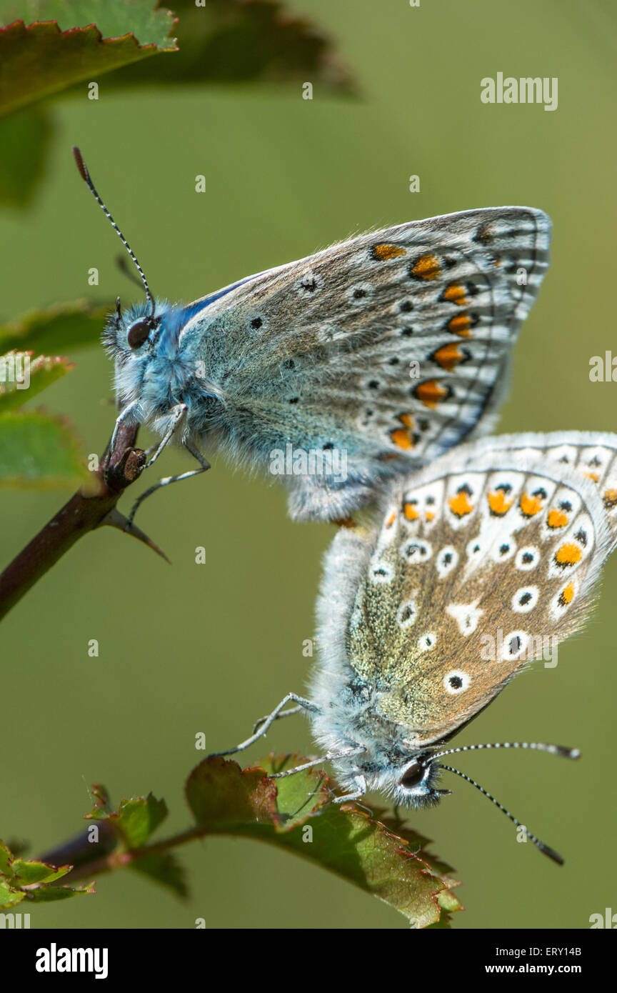 Male and Female common blue butterflies mating Stock Photo - Alamy